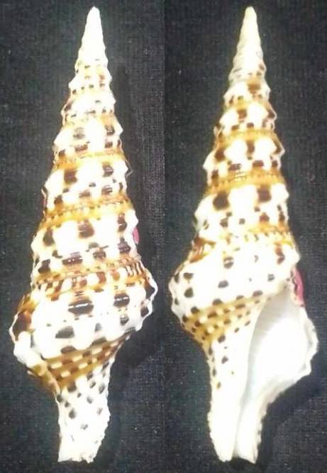 shellauction.net :: Turris nadaensis - 3494464