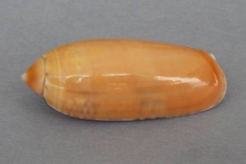 shellauction.net :: Oliva irisans cryptospira - 3494704