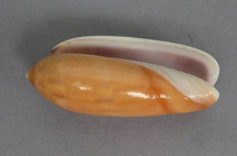 shellauction.net :: Oliva irisans cryptospira - 3494704