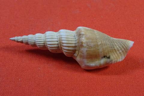 shellauction.net :: Doxander operosus - 3494808