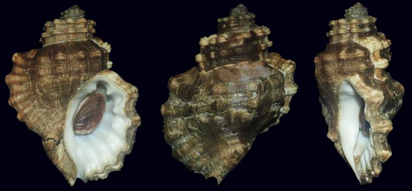 shellauction.net :: Cabestana cutacea - 3496010