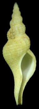 shellauction.net :: Chryseofusus hyphalus - 3497844