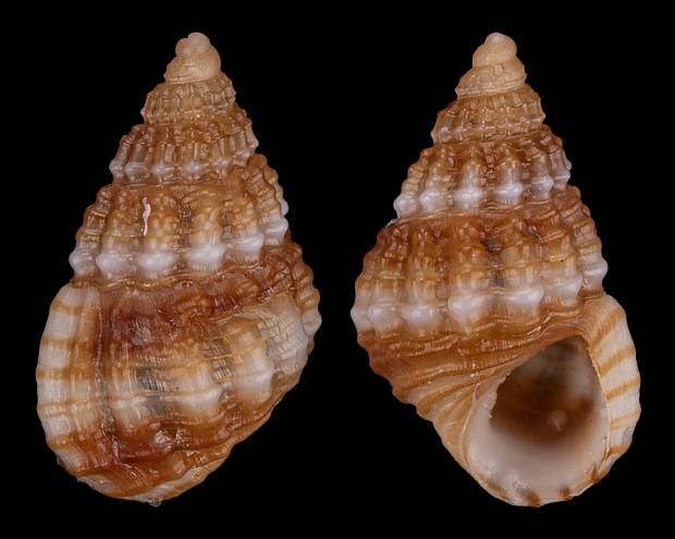 shellauction.net :: Alvania sp. - 3497871