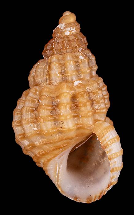 shellauction.net :: Alvania lineata - 3497995