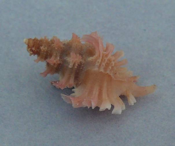 shellauction.net :: Favartia mactanensis - 3498006