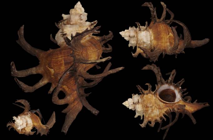 shellauction.net :: Chicoreus cornucervi - 3498106