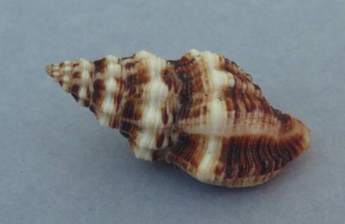 shellauction.net :: Ergalatax contracta - 3498199