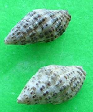 shellauction.net :: Engina natalensis - 3498394