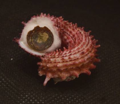 shellauction.net :: Angaria rugosa - 3498877