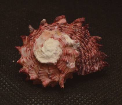 shellauction.net :: Angaria rugosa - 3498877