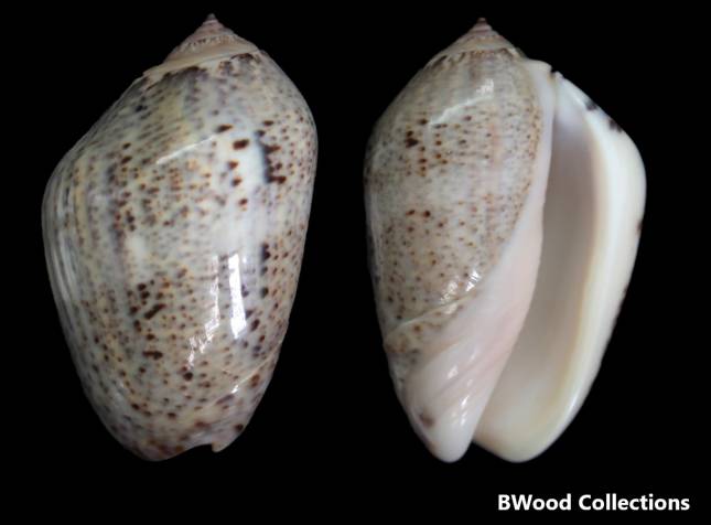 shellauction.net :: Oliva incrassata - 3499692