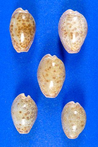 shellauction.net :: Naria marginalis - 3500010