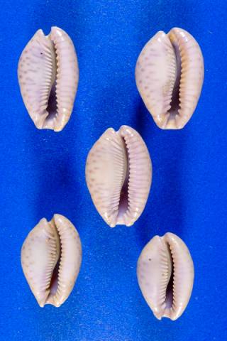 shellauction.net :: Naria marginalis - 3500010