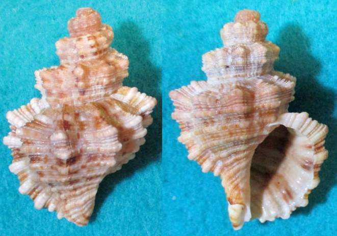 shellauction.net :: Monoplex klenei - 3500415