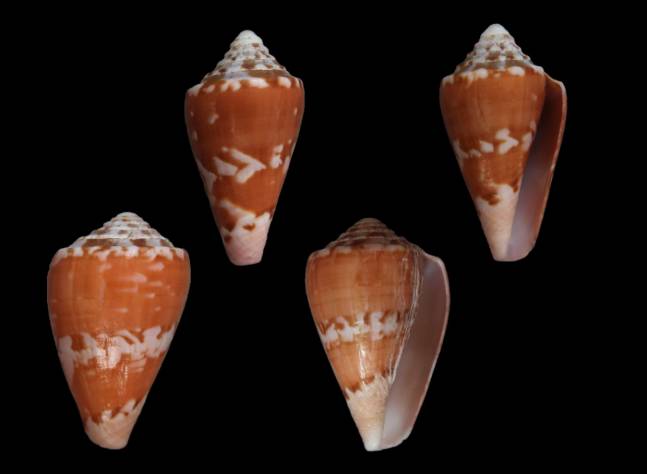 shellauction.net :: Conus klemae - 3501026