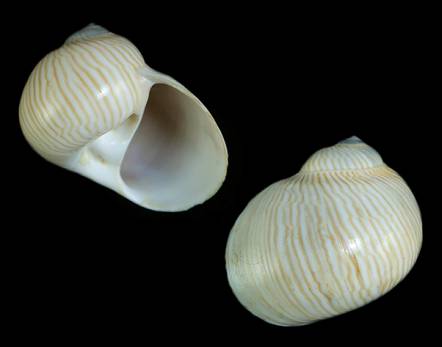 shellauction.net :: Tanea lineata - 3501123