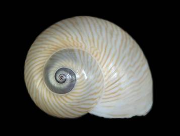 shellauction.net :: Tanea lineata - 3501123