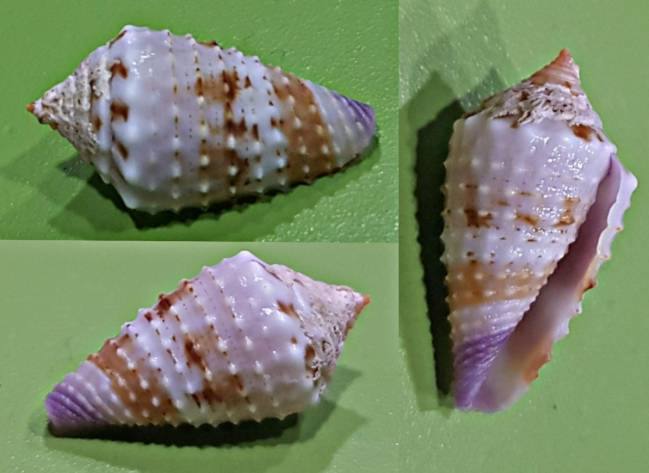 shellauction.net :: Conus floridulus - 3501169