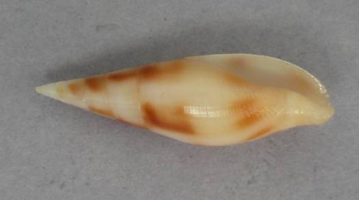 shellauction.net :: Nebularia ustulata - 3501507