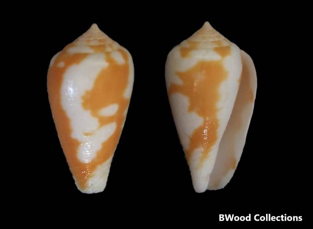 shellauction.net :: Conus robini - 3501616