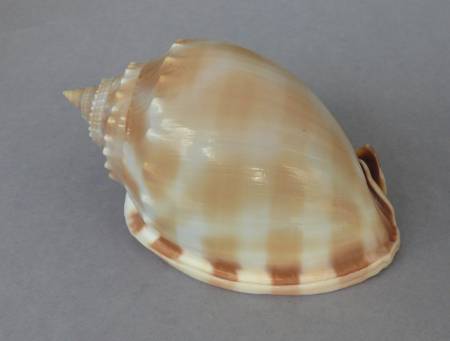 shellauction.net :: Phalium bandatum - 3501721