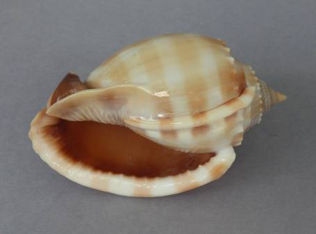 shellauction.net :: Phalium bandatum - 3501721