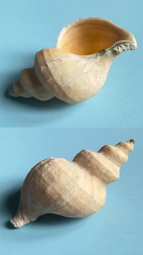 shellauction.net :: Neptunea despecta - 3501838