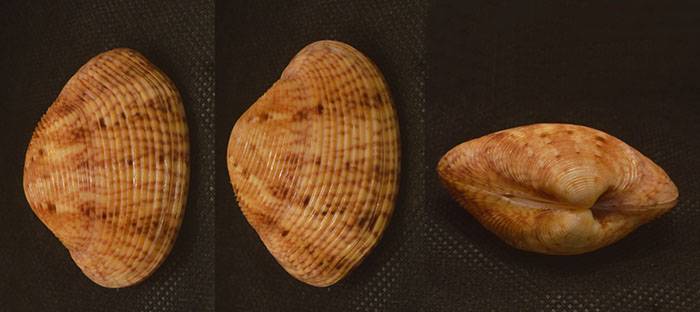 shellauction.net :: Sunetta effosa - 3502129