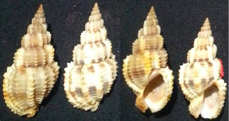 shellauction.net :: Phos roseatus - 3502205