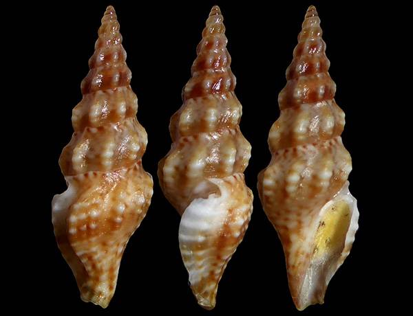 shellauction.net :: Funa laterculoides - 3502665