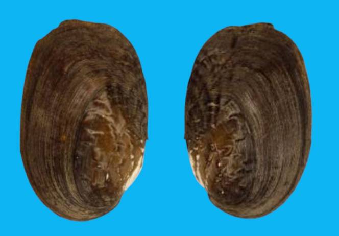 shellauction.net :: Lamprotula nanningensis - 3502930