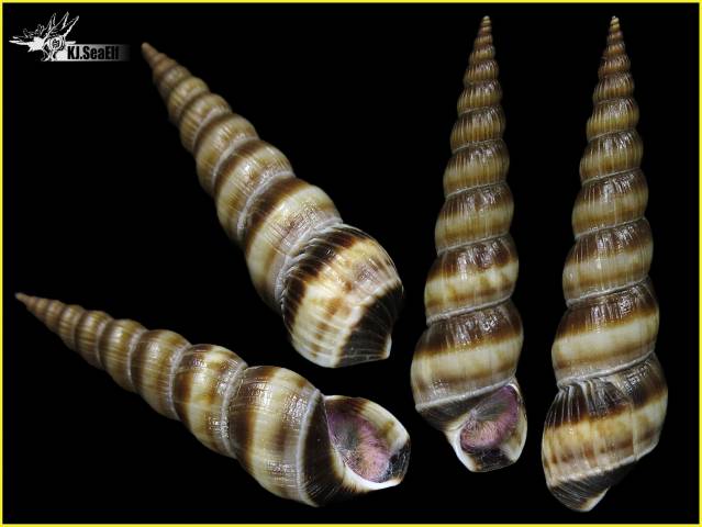 shellauction.net :: Amaea acuminata - 3504101