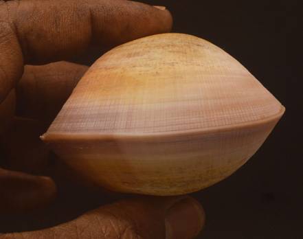 shellauction.net :: Cucullaea labiata - 3504291