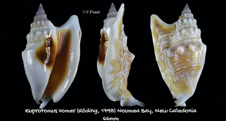 shellauction.net :: Euprotomus vomer - 3504380