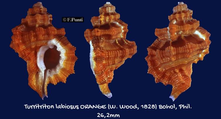 shellauction.net :: Turritriton labiosus - 3504401