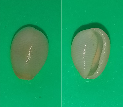 shellauction.net :: Trivellona suavis - 3504898