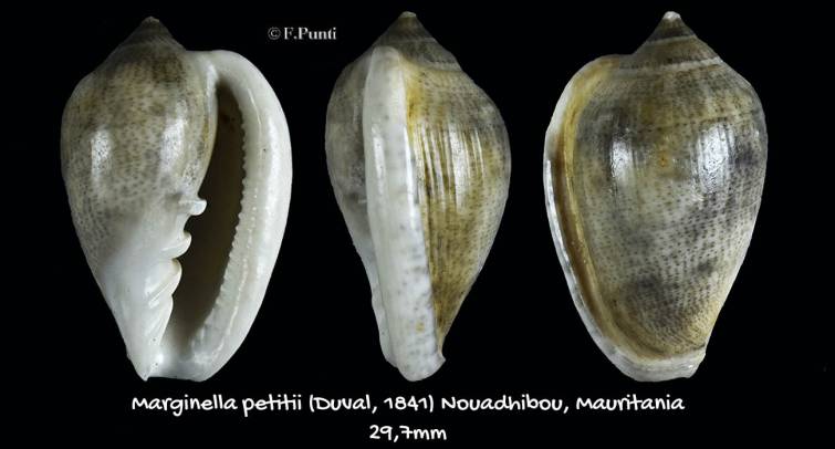 shellauction.net :: Marginella petitii - 3505057