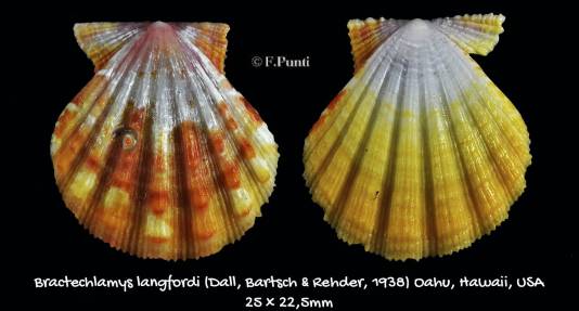 shellauction.net :: Bractechlamys langfordi - 3505102