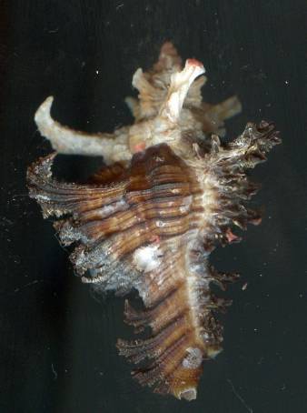 shellauction.net :: Chicoreus felicitatis - 3505105