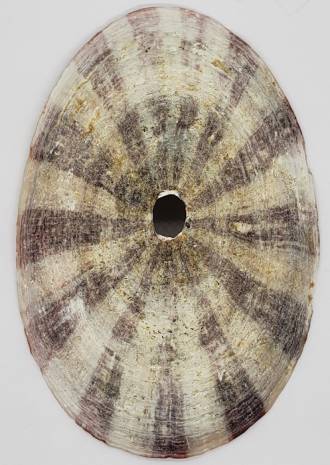 shellauction.net :: Fissurella maxima - 3505837