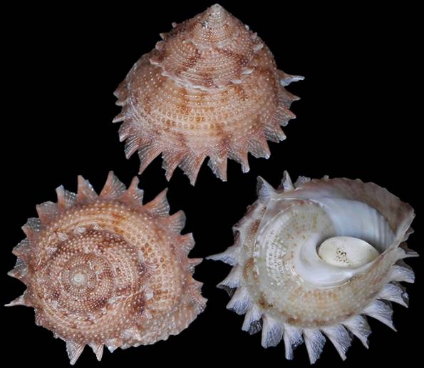 shellauction.net :: Bolma guttata - 3506247