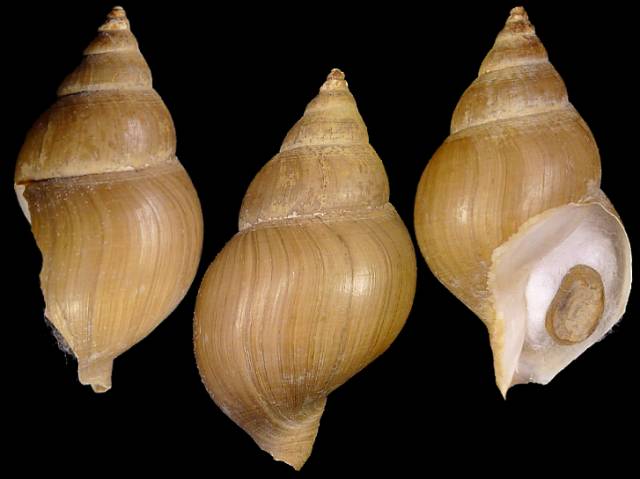 shellauction.net :: Buccinum bombycinum - 3507823