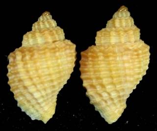 shellauction.net :: Cancellaria indentata - 3508587