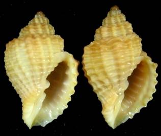 shellauction.net :: Cancellaria indentata - 3508587