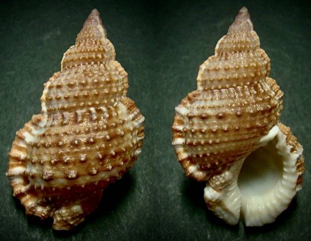 shellauction.net :: Bursa granularis v. affinis ssp. - 3508920