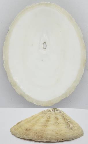 shellauction.net :: Fissurella costata - 3509618