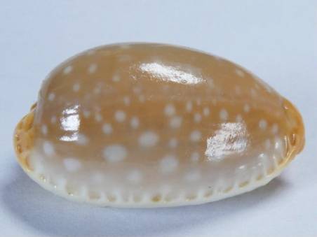 shellauction.net :: Cypraea limacina facifer - 3509664