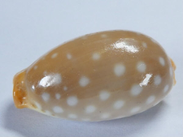 shellauction.net :: Cypraea limacina facifer - 3509664