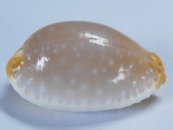shellauction.net :: Cypraea limacina facifer - 3509666