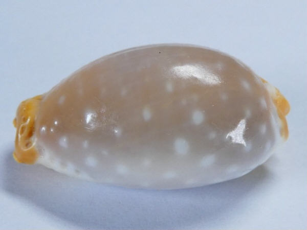 shellauction.net :: Cypraea limacina facifer - 3509666